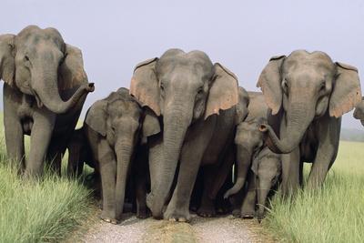 'Asian Elephant Group on Jungle Track' Photographic Print | AllPosters.com