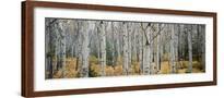 'Aspen Trees in a Forest, Alberta, Canada' Photographic Print ...
