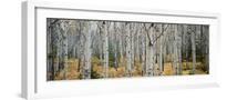 'Aspen Trees in a Forest, Alberta, Canada' Photographic Print ...