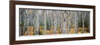 'Aspen Trees in a Forest, Alberta, Canada' Photographic Print ...
