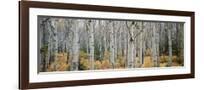 'Aspen Trees in a Forest, Alberta, Canada' Photographic Print ...