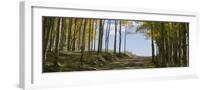 'Aspen Trees in a Forest' Photographic Print | AllPosters.com