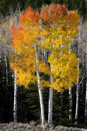 'Aspen trees in above Fish Lake. Fishlake National Forest, Utah, USA ...