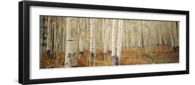 'Aspen Trees in the Forest, Aspen, Colorado, USA' Photographic Print ...