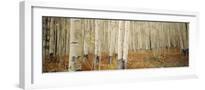'Aspen Trees in the Forest, Aspen, Colorado, USA' Photographic Print ...