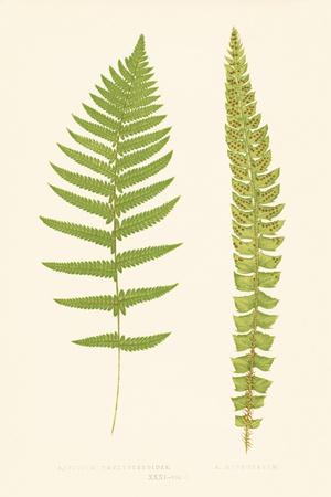 'Aspidium Thelypteroides and Mucronatum' Giclee Print - Edward Joseph ...