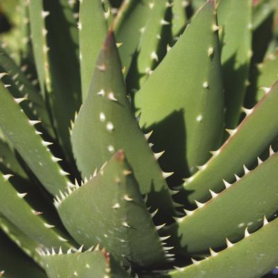 'Assa' Giclee Print - Tony Koukos | AllPosters.com