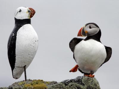 'Atlantic Puffin Appears to Imitate a Decoy by Standing on One Leg, on ...