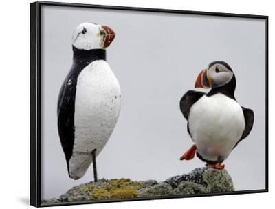 'Atlantic Puffin Appears to Imitate a Decoy by Standing on One Leg, on ...