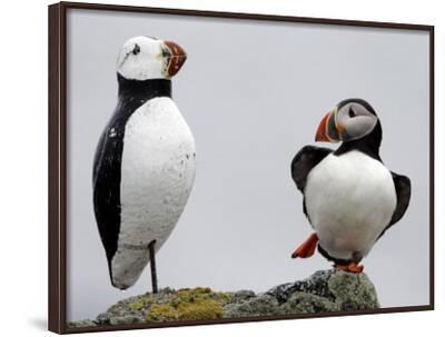 'Atlantic Puffin Appears to Imitate a Decoy by Standing on One Leg, on ...