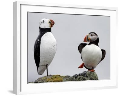 'Atlantic Puffin Appears to Imitate a Decoy by Standing on One Leg, on ...
