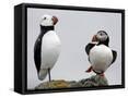 'Atlantic Puffin Appears to Imitate a Decoy by Standing on One Leg, on ...