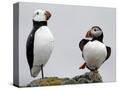 'Atlantic Puffin Appears to Imitate a Decoy by Standing on One Leg, on ...