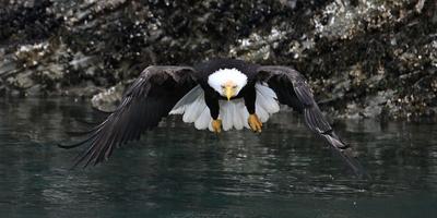 'Intense Eagle' Giclee Print - Audrey Rydalch | AllPosters.com