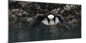 Intense Eagle Giclee Print - Audrey Rydalch | AllPosters.com