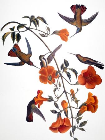 'Audubon: Hummingbird' Giclee Print - John James Audubon | AllPosters.com