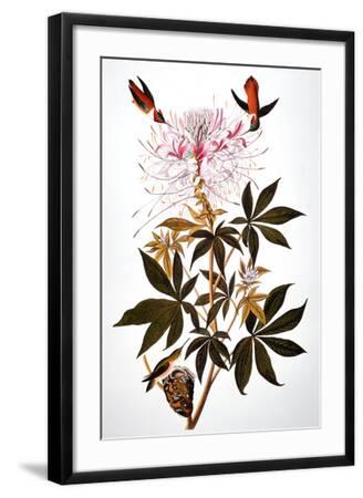 'Audubon: Hummingbird' Giclee Print - John James Audubon | AllPosters.com