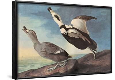 'Audubon Labrador Duck Bird Art Poster Print' Posters | AllPosters.com