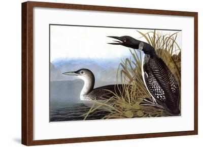 'Audubon: Loon, 1827' Giclee Print - John James Audubon | AllPosters.com