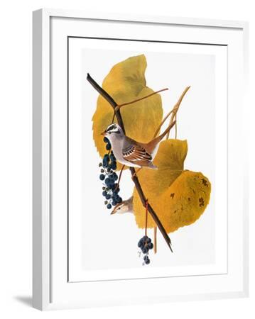 'Audubon: Sparrow' Giclee Print - John James Audubon | AllPosters.com