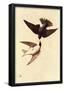'Audubon Tree Swallow Bird Art Poster Print' Poster | AllPosters.com