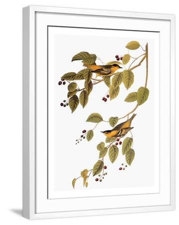 'Audubon: Warbler' Giclee Print - John James Audubon | AllPosters.com