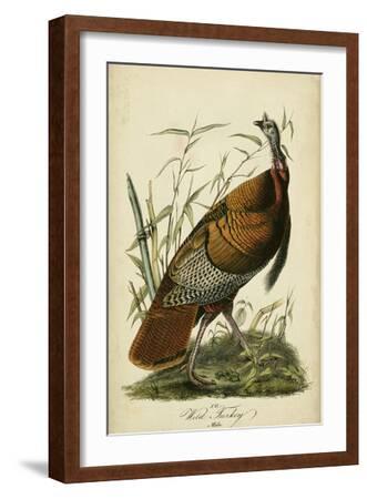 'Audubon Wild Turkey' Posters - John James Audubon | AllPosters.com