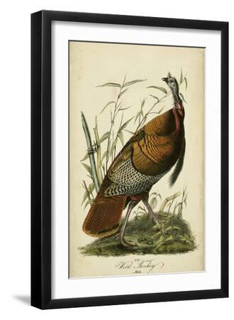 'Audubon Wild Turkey' Posters - John James Audubon | AllPosters.com