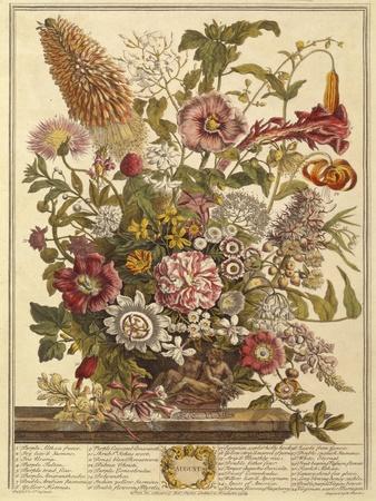 'August, from 'Twelve Months of Flowers' by Robert Furber (C.1674-1756 ...