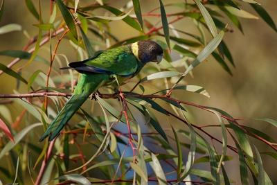 'Australian Ringneck - Barnardius Zonarius is Parrot Native to ...