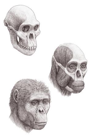 'Australopithecus Africanus' Photographic Print - Mauricio Anton ...