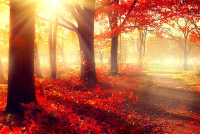 'Autumn. Fall Scene. Beautiful Autumnal Park. Beauty Nature Scene ...