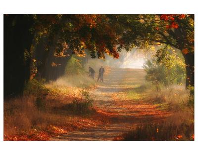 'Autumn Forest Path' Art | AllPosters.com