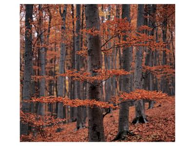 'Autumn Forest Trees' Art | AllPosters.com