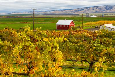 'Autumn in Walla Walla Wine Country, Walla Walla, Washington, USA ...
