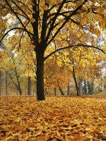 'Autumn, Manito Park, Spokane, Washington, USA' Photographic Print ...