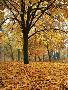 'Autumn, Manito Park, Spokane, Washington, USA' Photographic Print ...