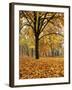 'Autumn, Manito Park, Spokane, Washington, USA' Photographic Print ...