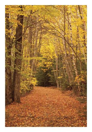 'Autumn Path' Art - Michael Hudson | AllPosters.com