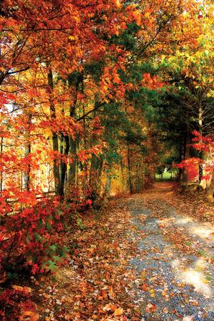 'Autumn Pathway' Photographic Print - Alan Hausenflock | AllPosters.com