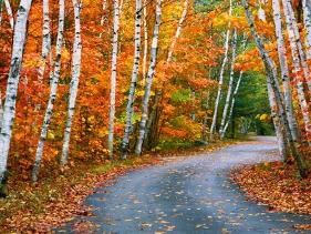 'Autumn Trees Lining Country Road' Photographic Print - Cindy Kassab ...