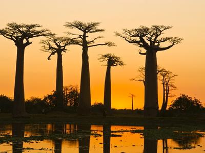 'Avenue De Baobabs at Sunset, Madagascar, Africa' Photographic Print ...