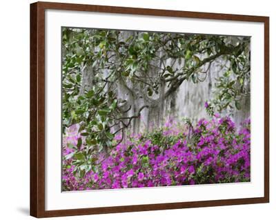 'Azaleas and Live Oak Trees Draped in Spanish Moss, Middleton Place ...