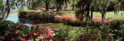 'Azaleas and Willow Trees in a Park, Charleston, Charleston County ...