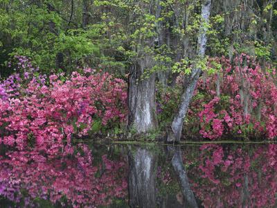 'Azaleas in Bloom at Magnolia Plantation and Gardens, Charleston, South ...