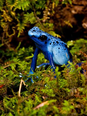 'Azure Dart Frog Dendrobates Azureus Native to Northern South America ...