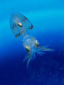 'Baby Squid' Photographic Print | AllPosters.com