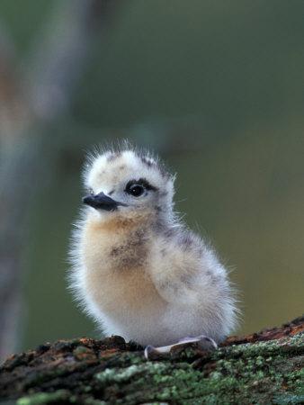 'Baby White Tern on Branch, Midway Atoll National Wildlife Refuge ...