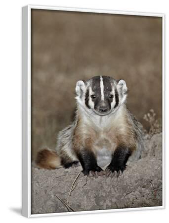 'Badger (Taxidea Taxus), Buffalo Gap National Grassland, Conata Basin ...