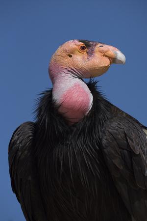 'Baja California, Mexico. California Condor in the wild' Photographic ...
